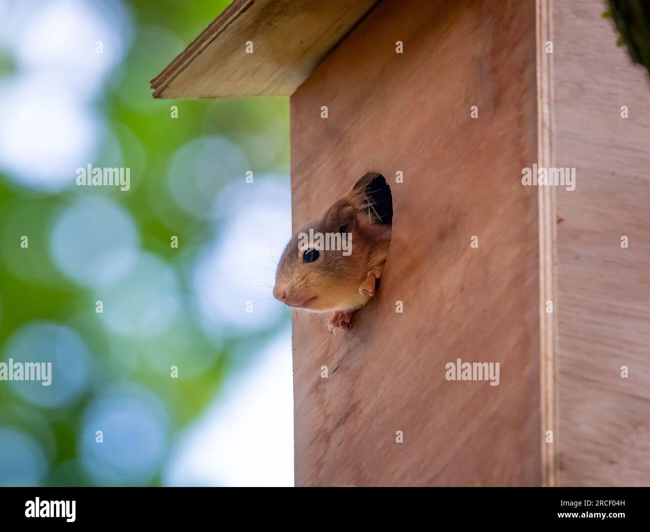 A young red squirrel peeping out of a wooden nesting box. UK Stock ...