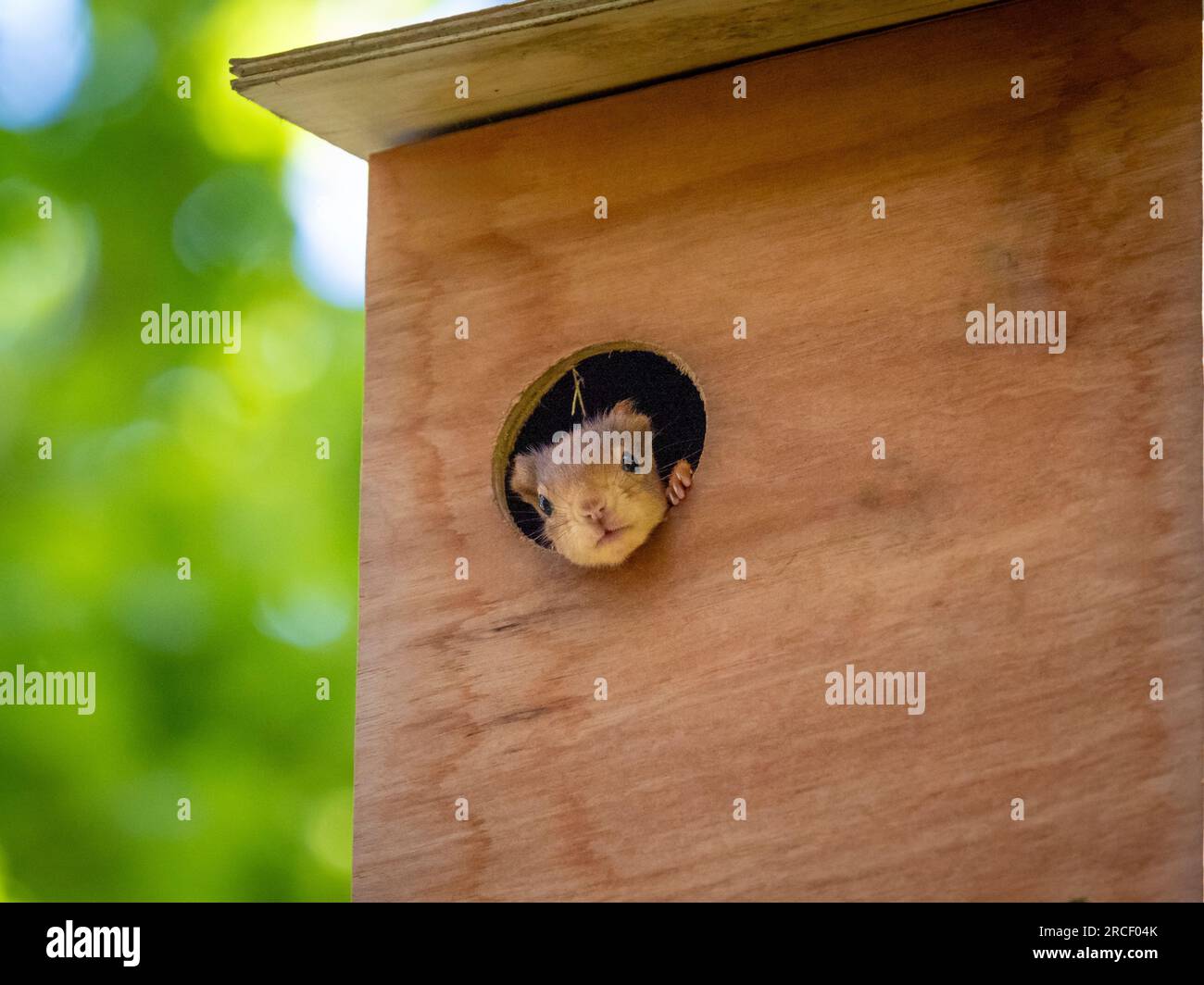 A young red squirrel peeping out of a wooden nesting box. UK Stock ...