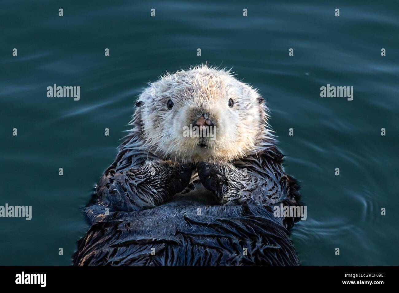 Closeup of young sea otter (Enhydra lutris) Floating in ocean on the ...