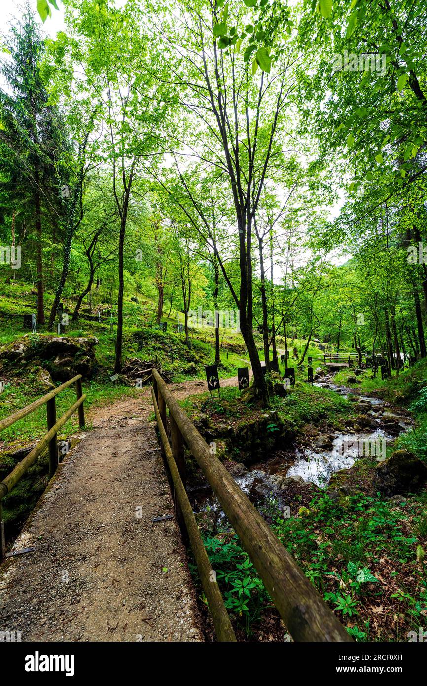 Bosco delle penne mozze hi-res stock photography and images - Alamy