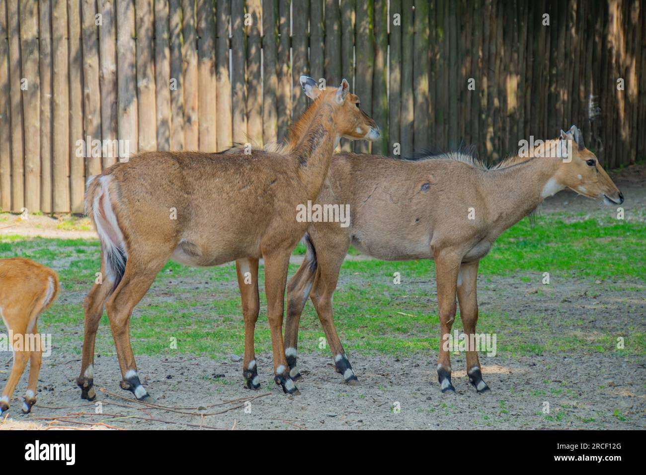 The common eland or Taurotragus oryx also known as southern eland or ...
