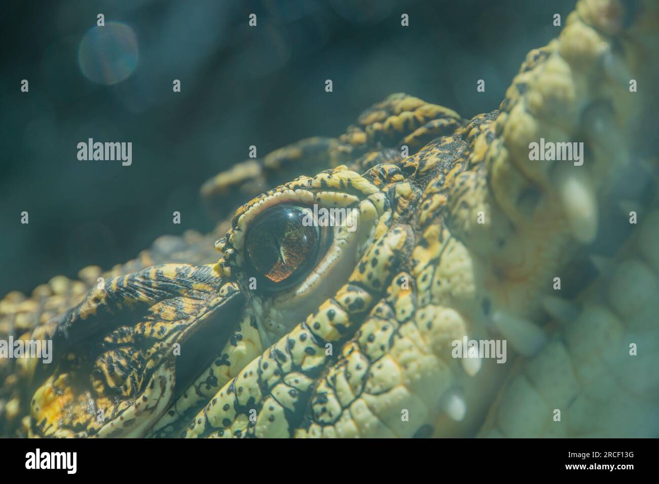 Eye of yellow crocodile in the river. Close-up of the dinosaurs ...