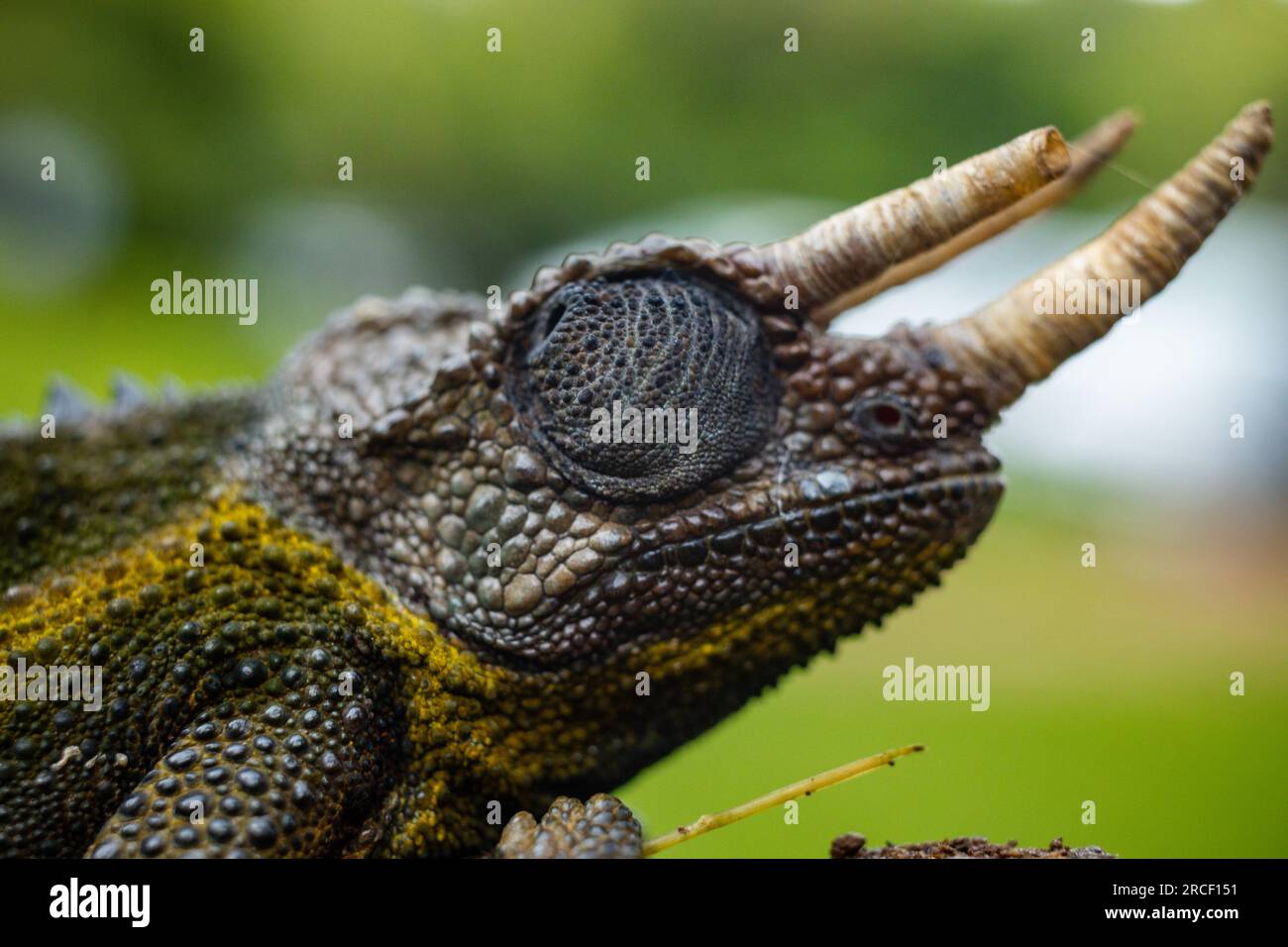 Jackson's chameleon, also known commonly as Jackson's horned chameleon ...