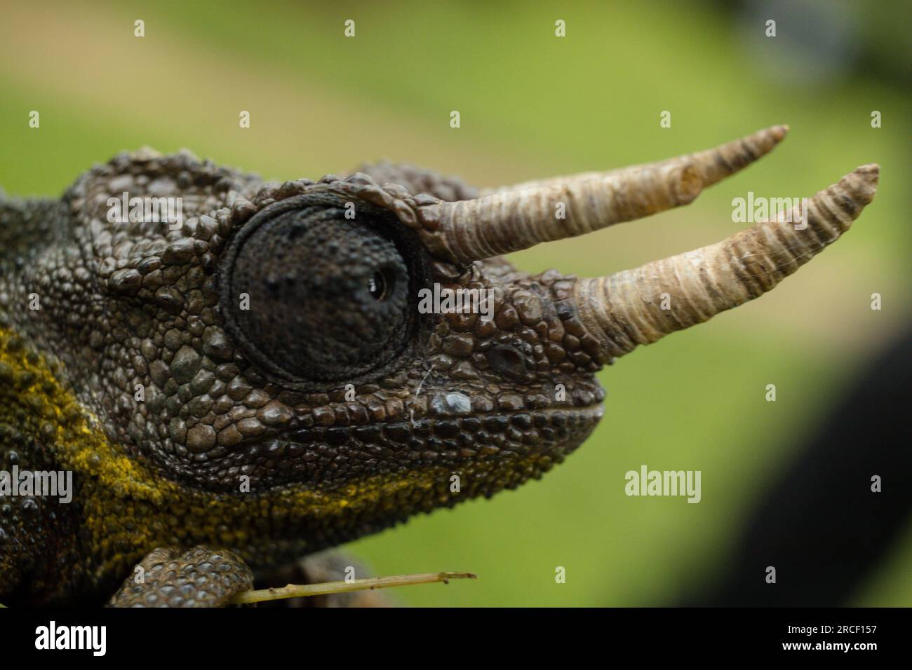 Jackson's chameleon, also known commonly as Jackson's horned chameleon ...