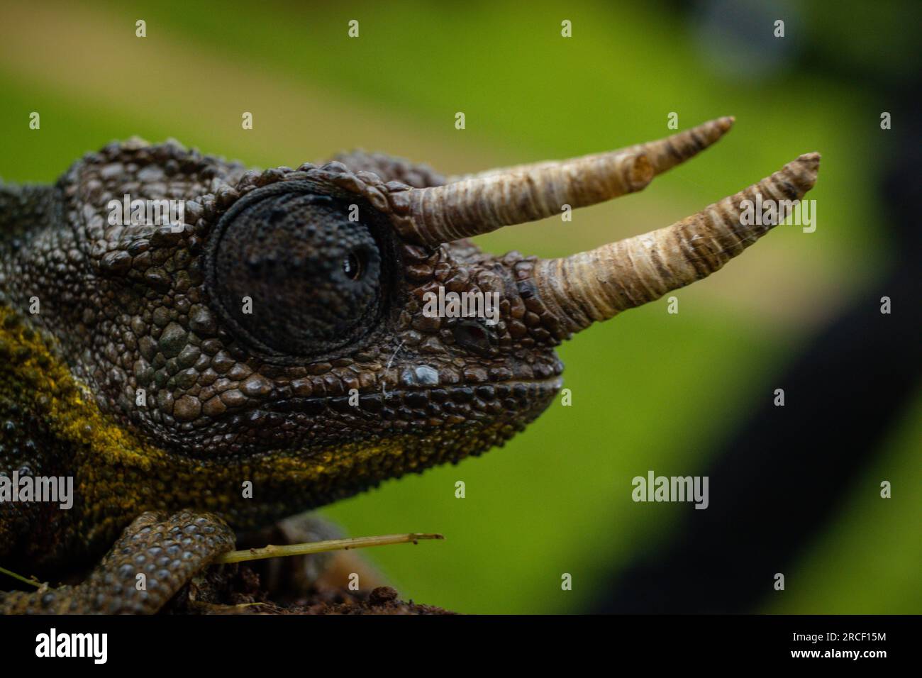 Jackson's chameleon, also known commonly as Jackson's horned chameleon ...
