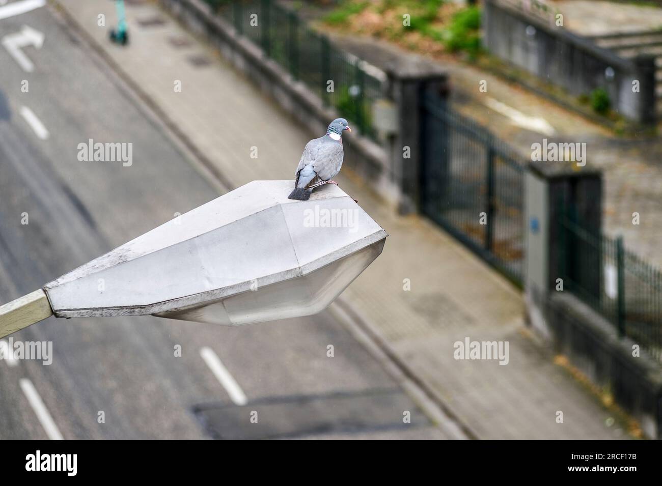 Pigeon on a public light | Pigeon sur un lampadaire public Stock Photo ...