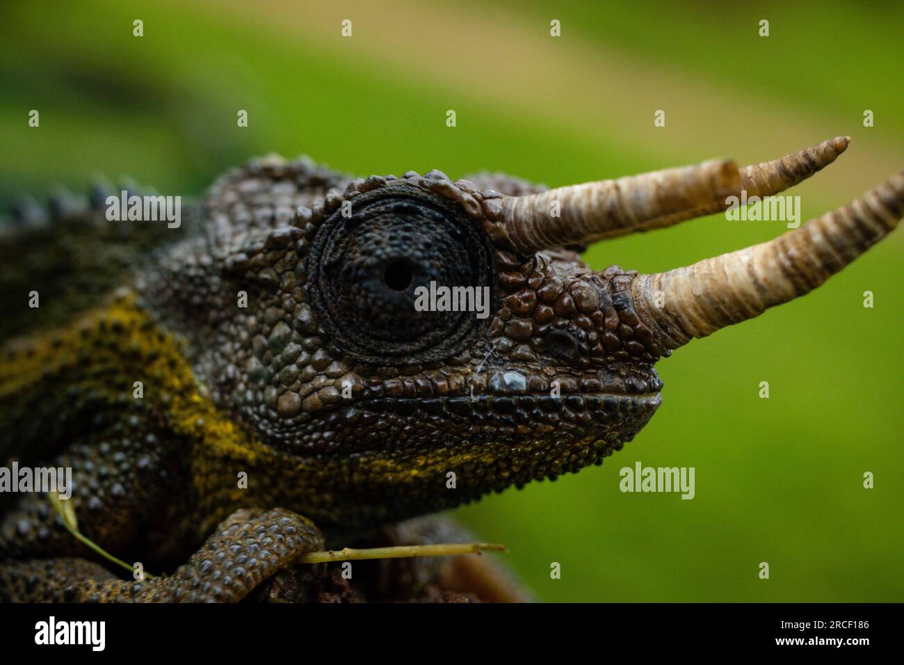 Jackson's chameleon, also known commonly as Jackson's horned chameleon ...