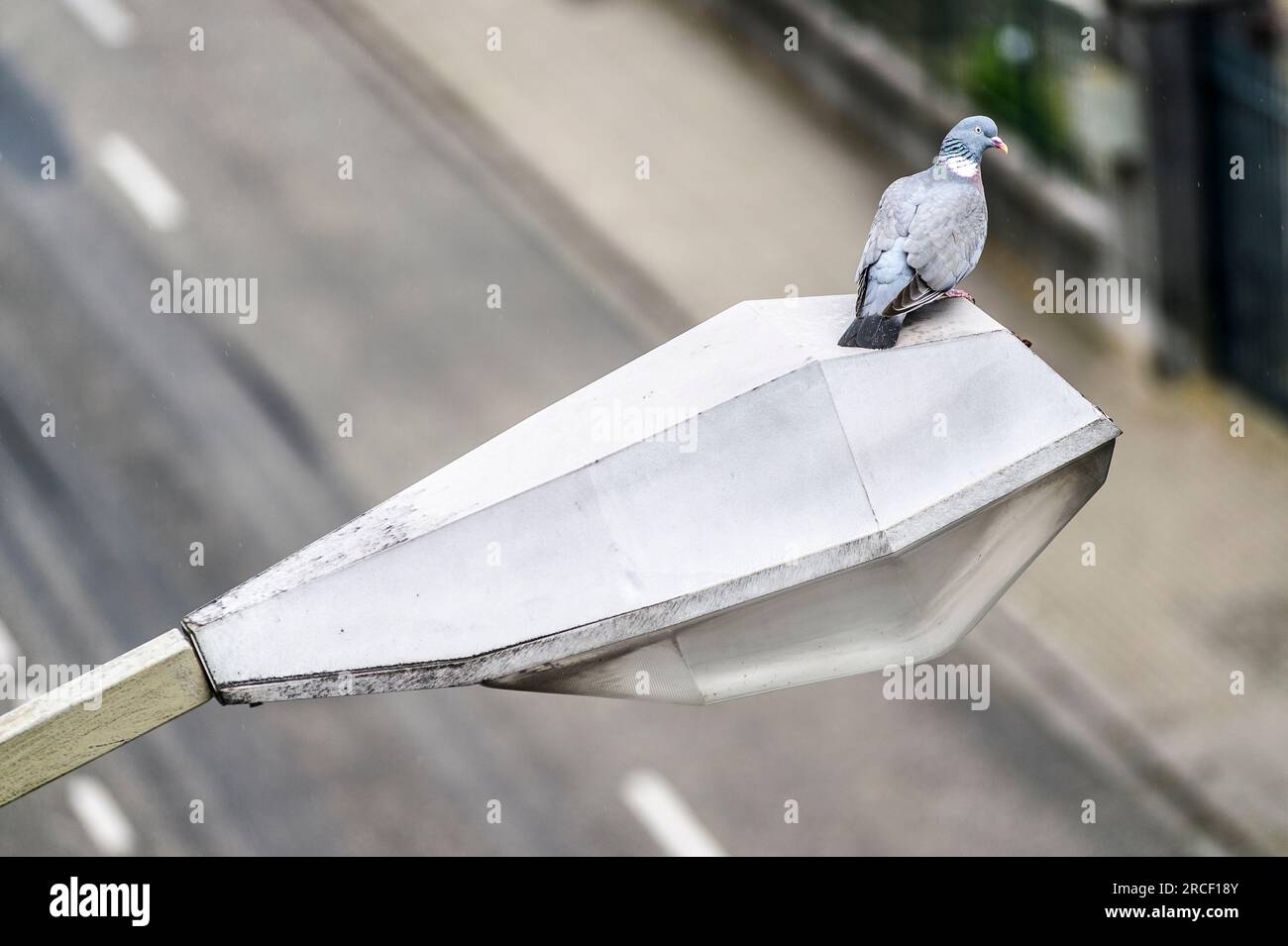 Pigeon on a public light | Pigeon sur un lampadaire public Stock Photo ...