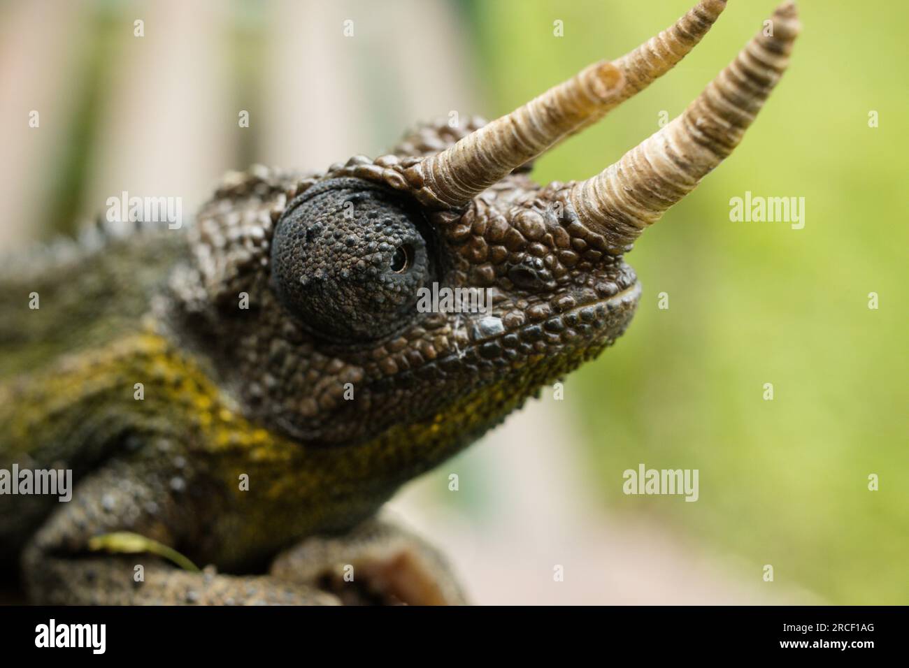 Jackson's chameleon, also known commonly as Jackson's horned chameleon ...