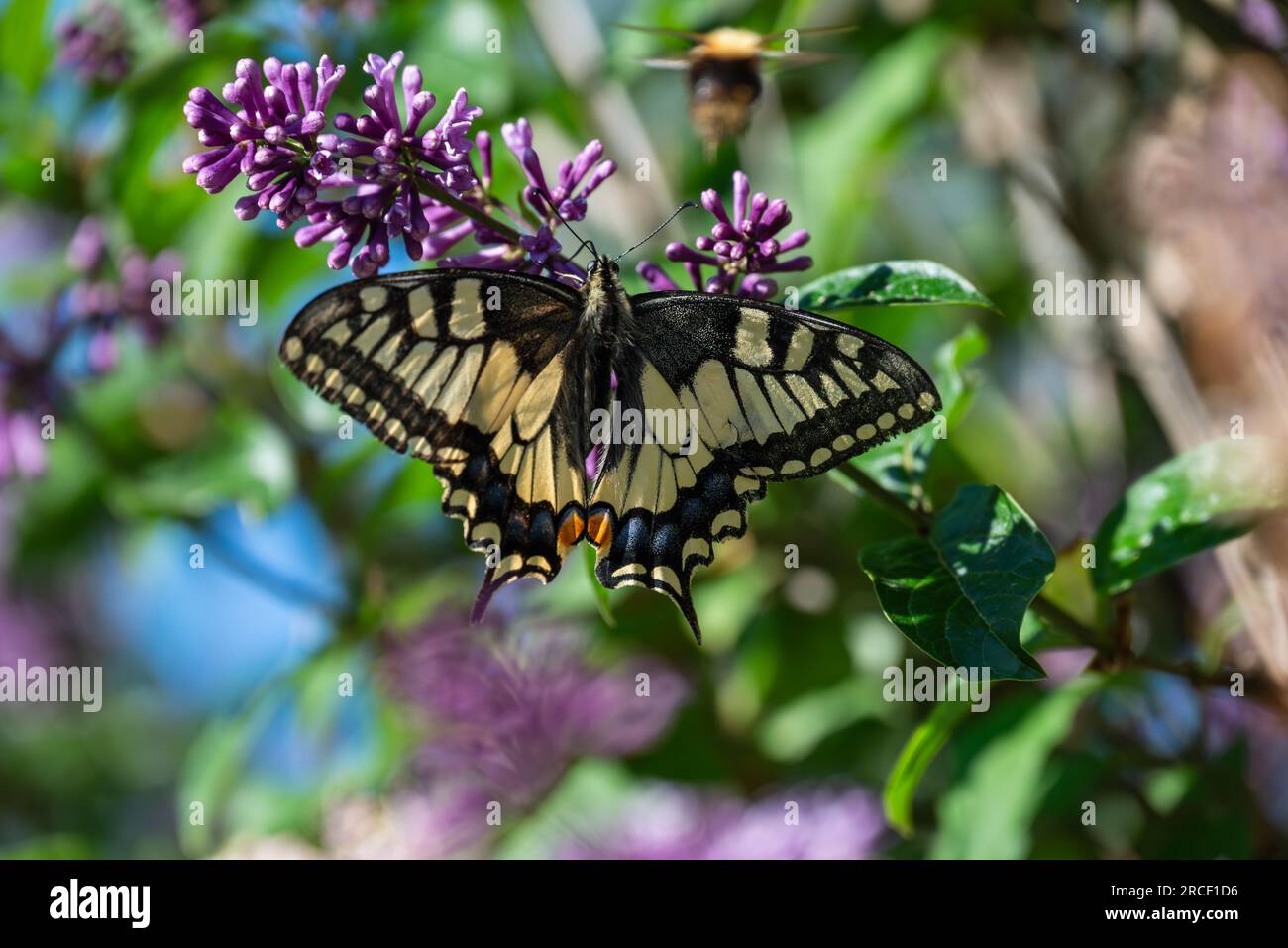 Close-up of a common yellow swallowtail butterfly (Papilio machaon ...