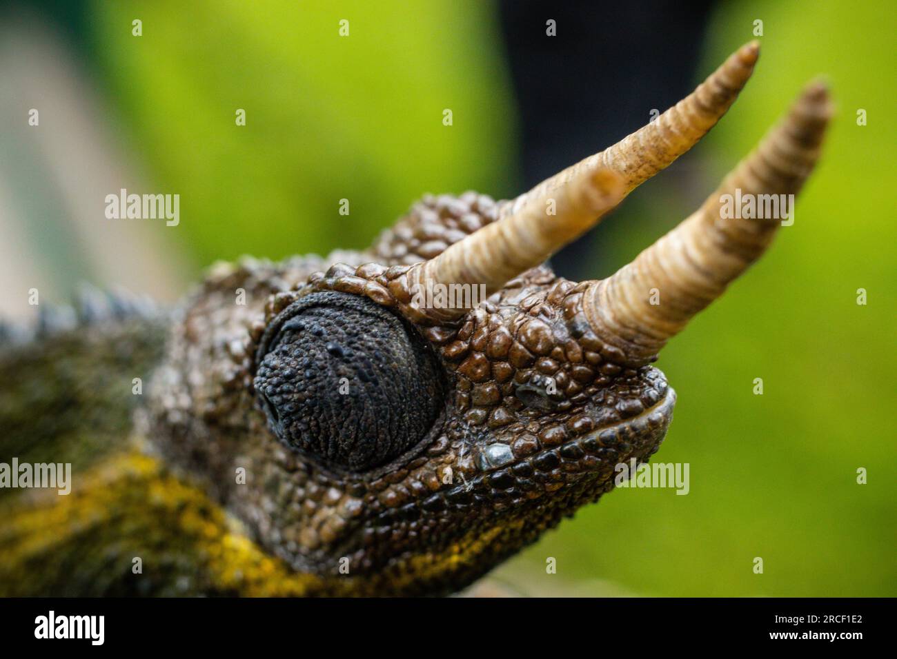 Jackson's chameleon, also known commonly as Jackson's horned chameleon ...