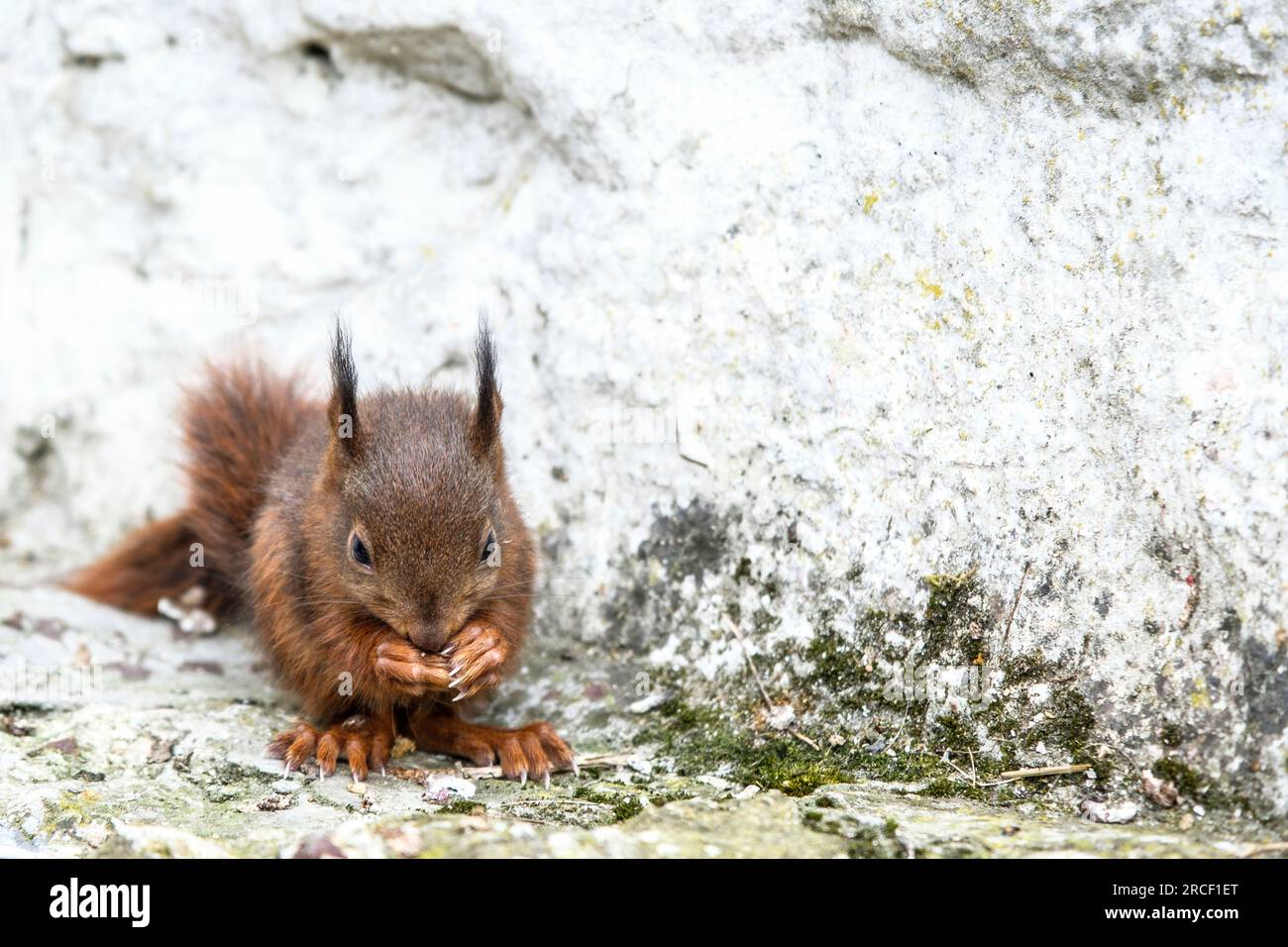 Young squirrel | Ecureuil roux pelage noir ventre blanc Stock Photo - Alamy