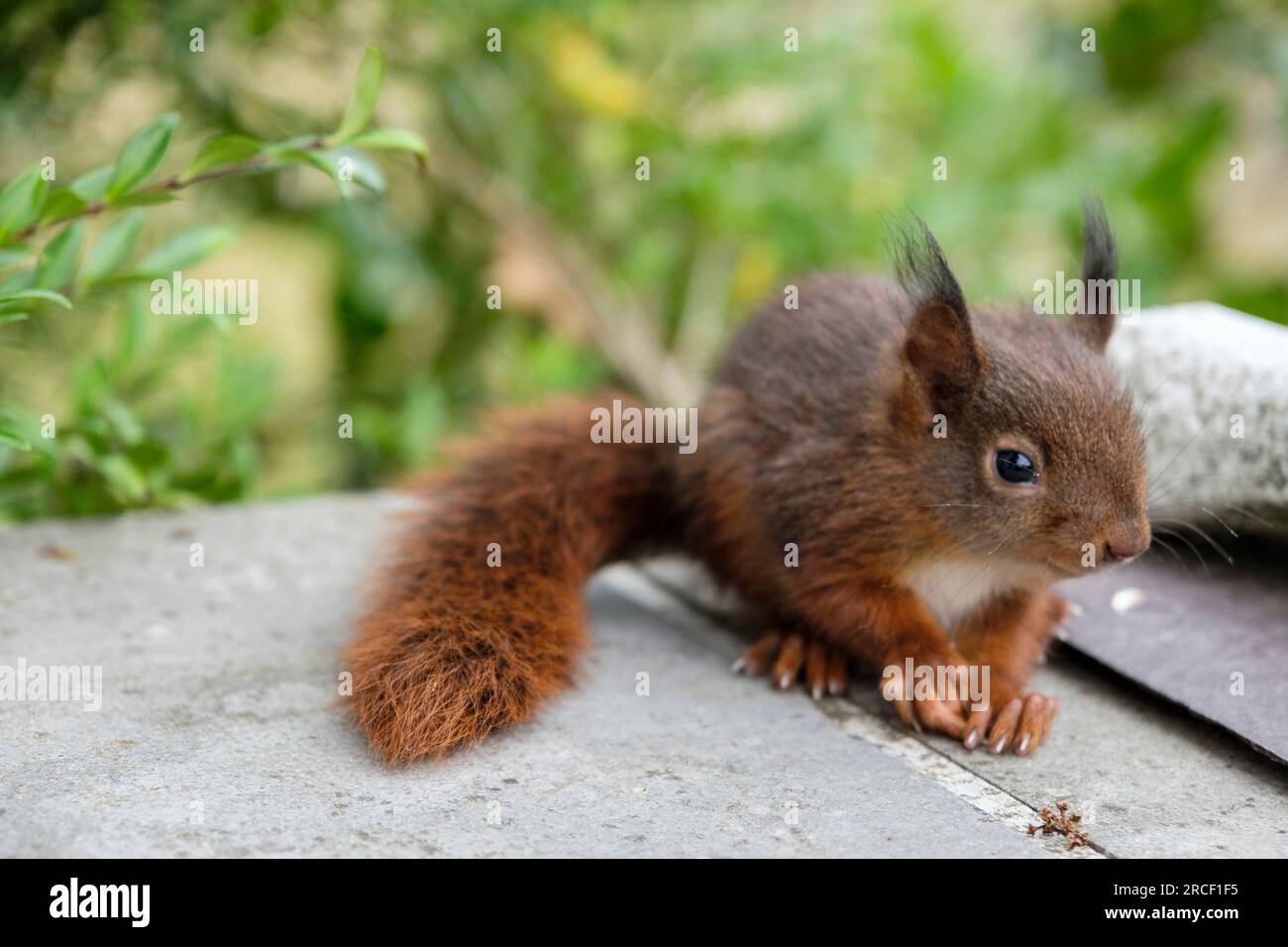 Young squirrel | Ecureuil roux pelage noir ventre blanc Stock Photo - Alamy
