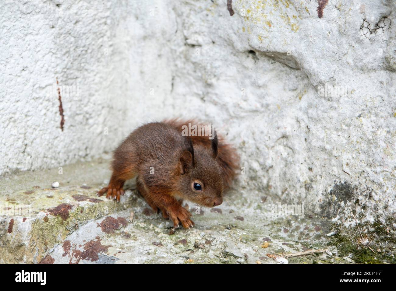 Young squirrel | Ecureuil roux pelage noir ventre blanc Stock Photo - Alamy