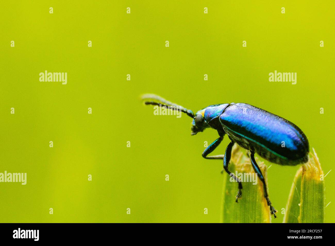 Small insects macro close ups in the nature Stock Photo - Alamy