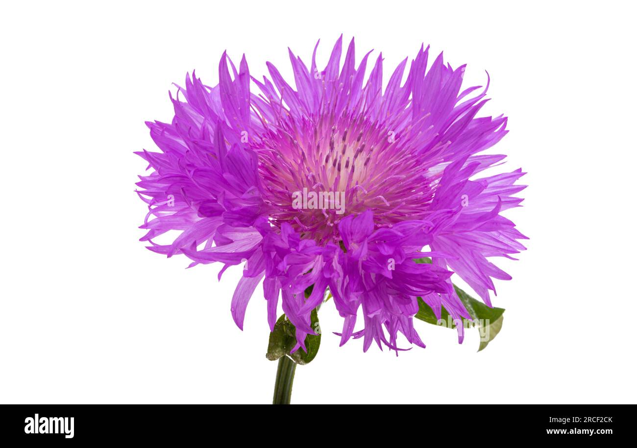 cornflower lilac isolated on white background Stock Photo - Alamy