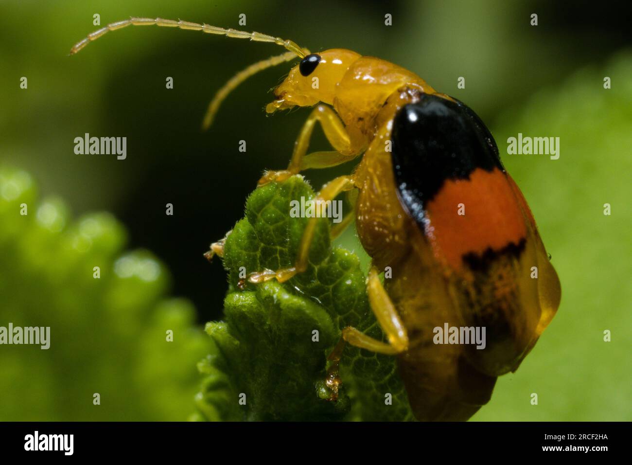 Small insects macro close ups in the nature Stock Photo - Alamy