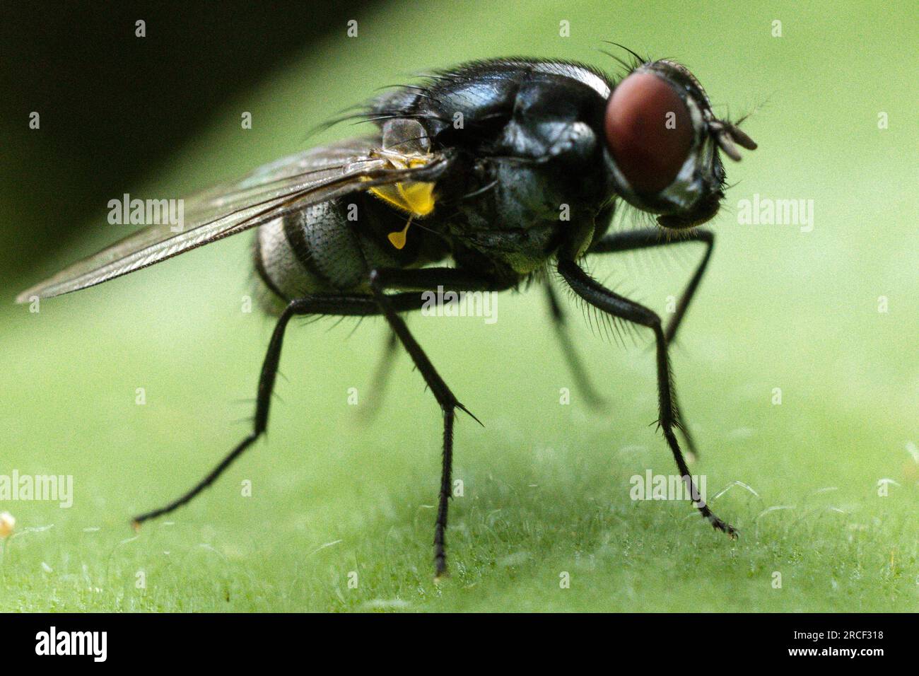 Small insects macro close ups in the nature Stock Photo - Alamy