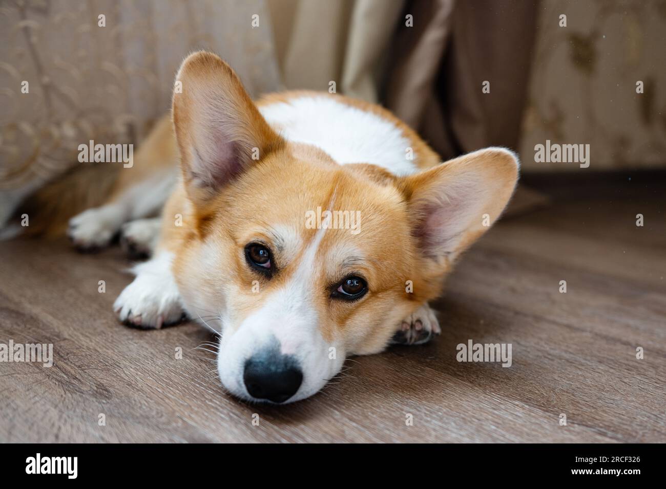 corgi portrait in the room on the floor Stock Photo - Alamy