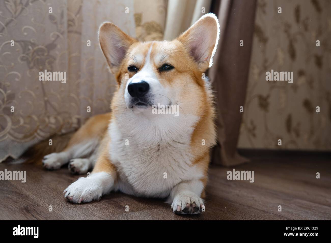 corgi portrait in the room on the floor Stock Photo - Alamy