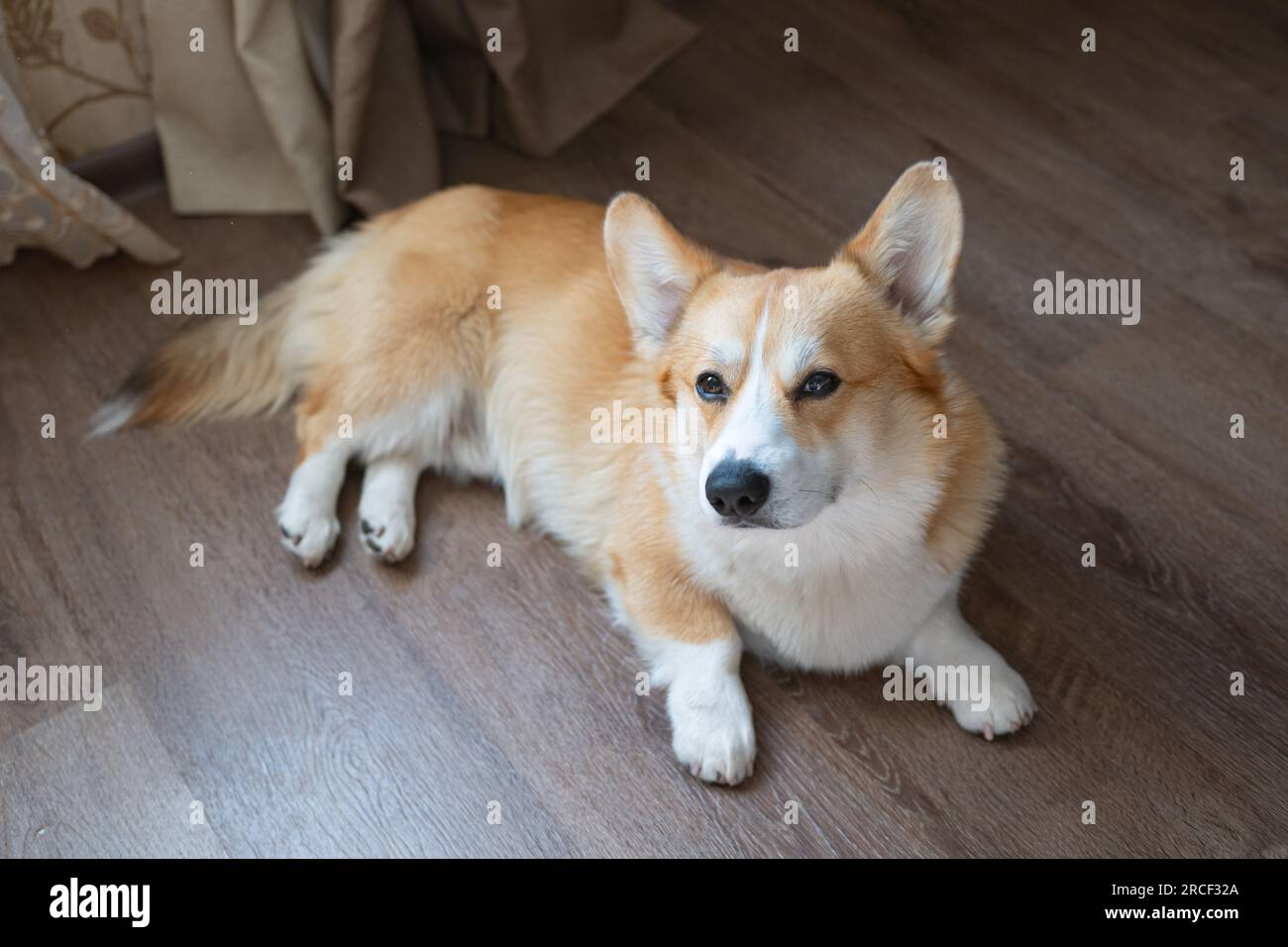 corgi portrait in the room on the floor Stock Photo - Alamy