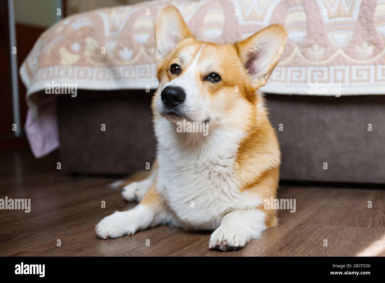 corgi portrait in the room on the floor Stock Photo - Alamy