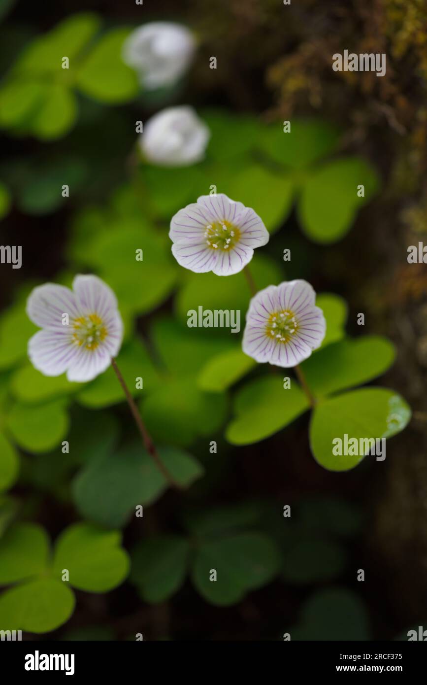 Flor de oxalis hi-res stock photography and images - Alamy