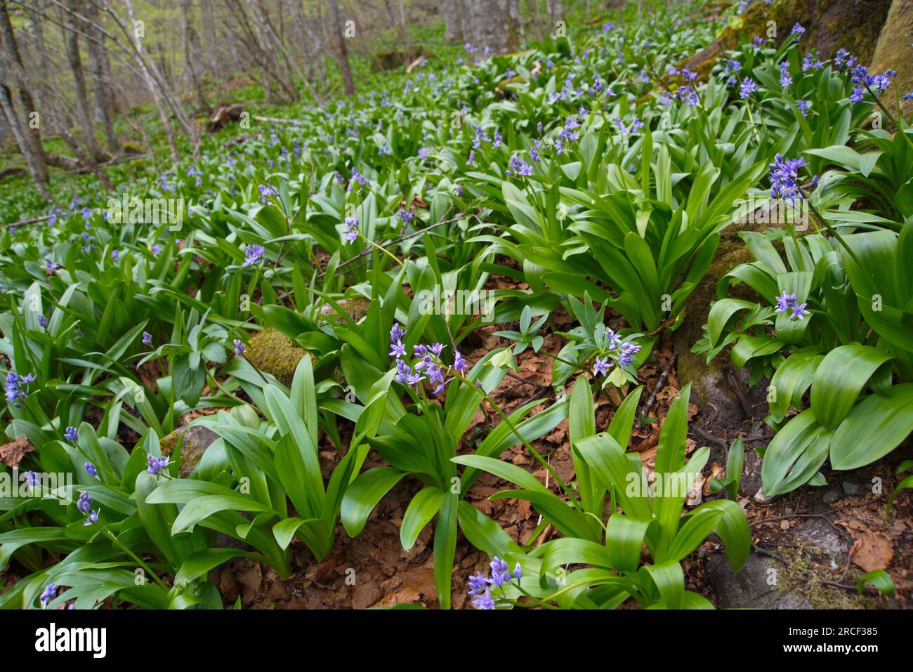 De un grupo hi-res stock photography and images - Alamy