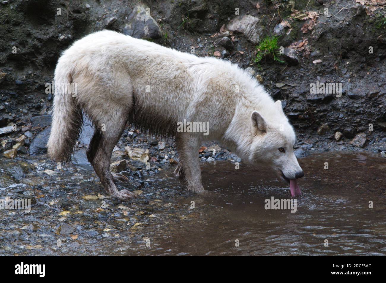 Artico fauna hi-res stock photography and images - Alamy