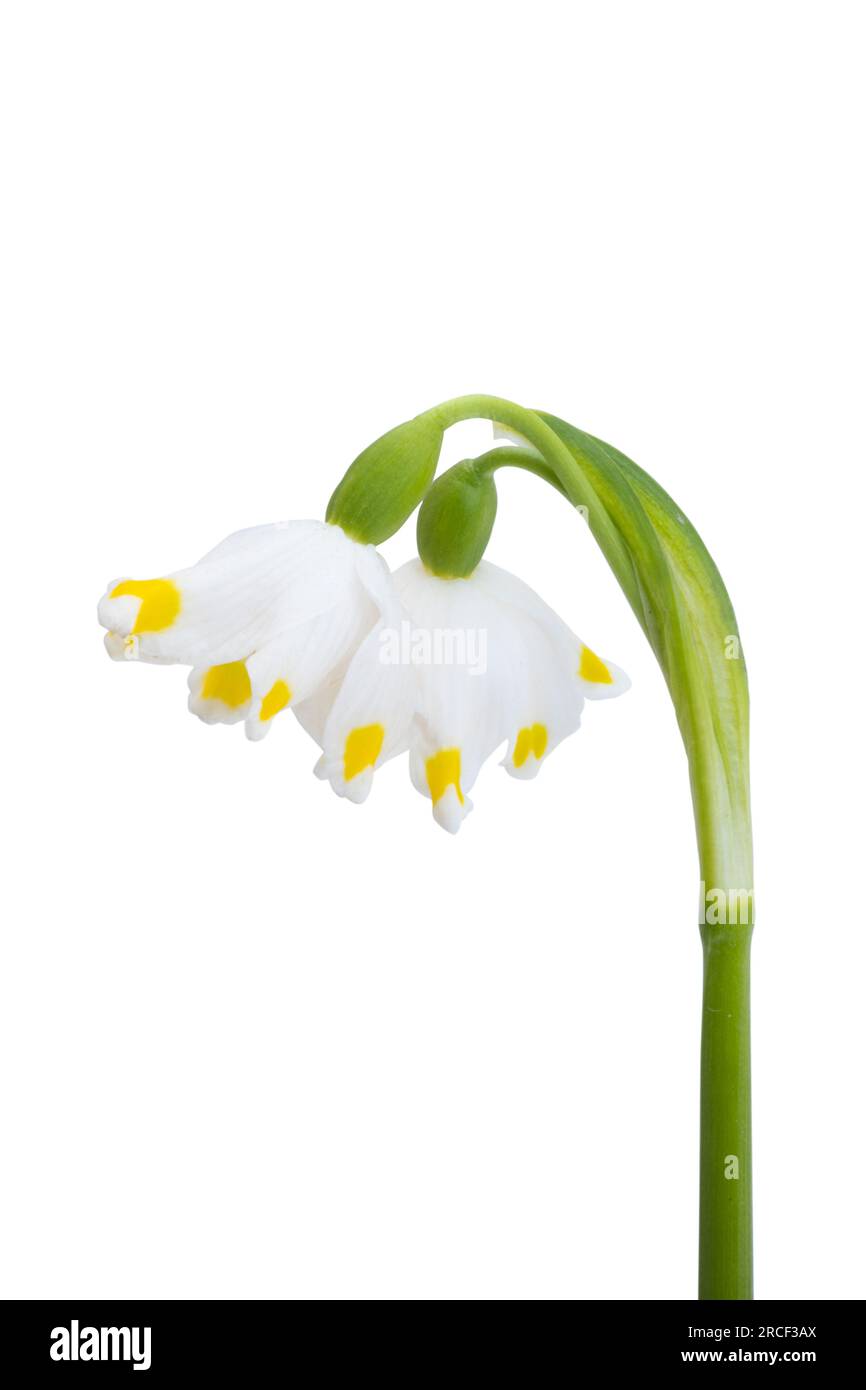 snowdrop flower isolated on white background Stock Photo - Alamy