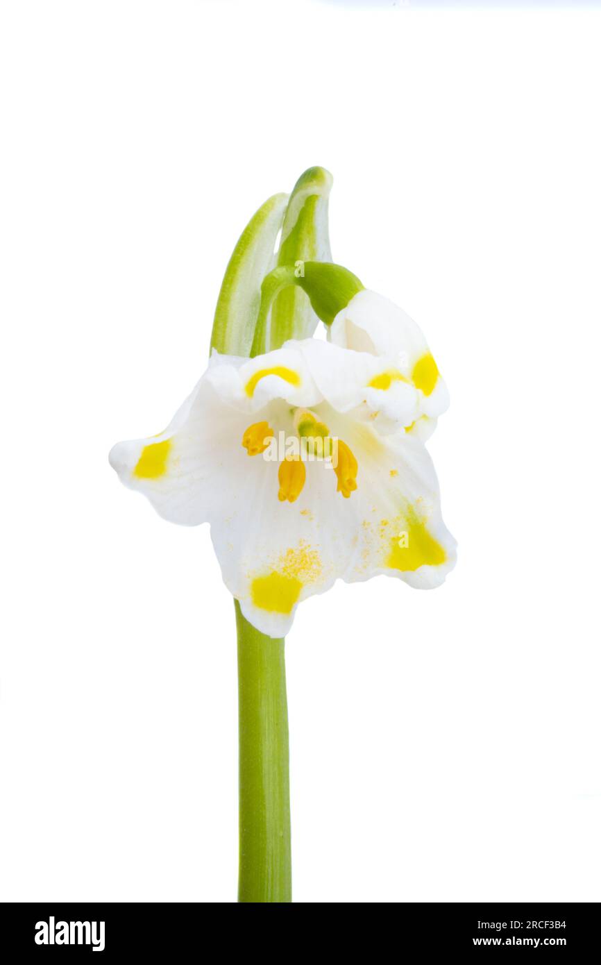 snowdrop flower isolated on white background Stock Photo - Alamy