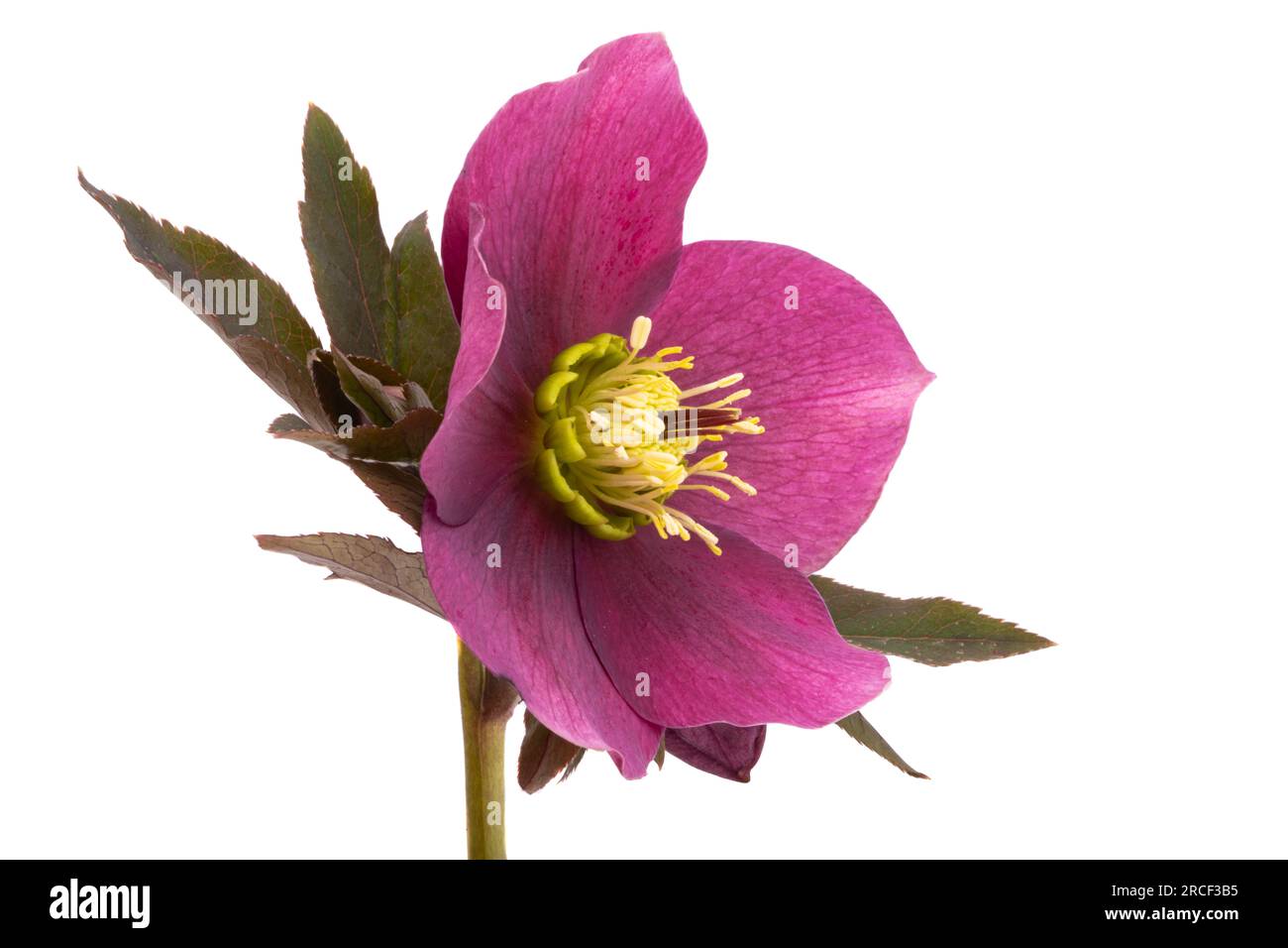 red hellebore flower isolated on white background Stock Photo - Alamy