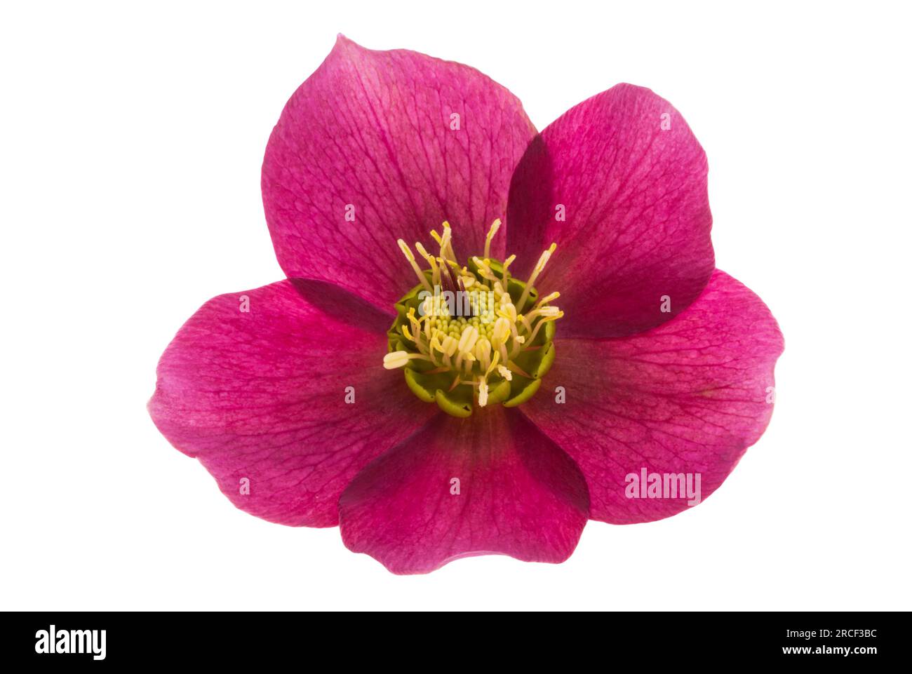 red hellebore flower isolated on white background Stock Photo - Alamy