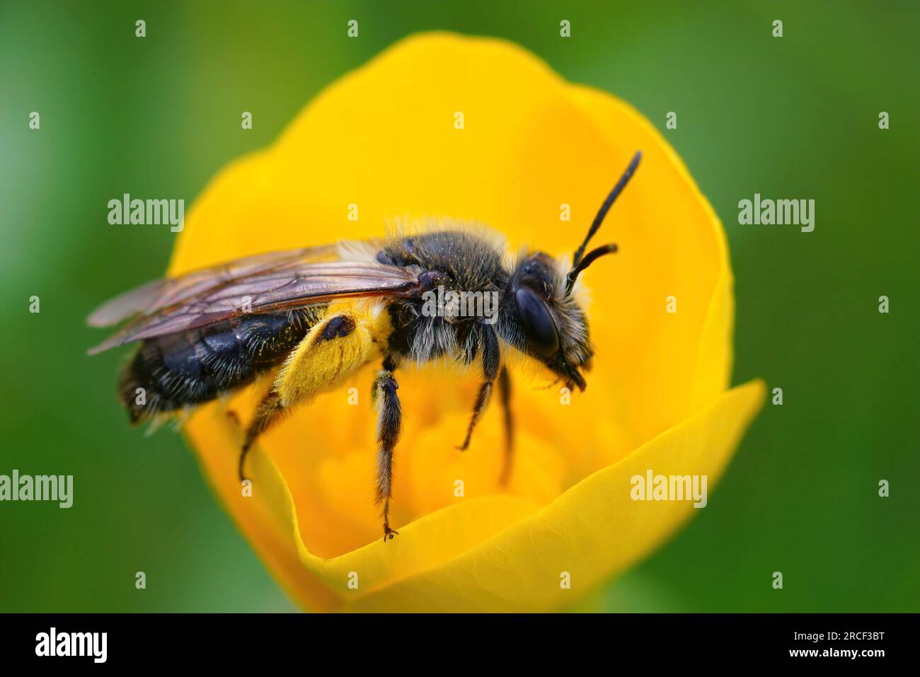Natural Closeup on a cute female mining bee, Andrena in a yellow ...