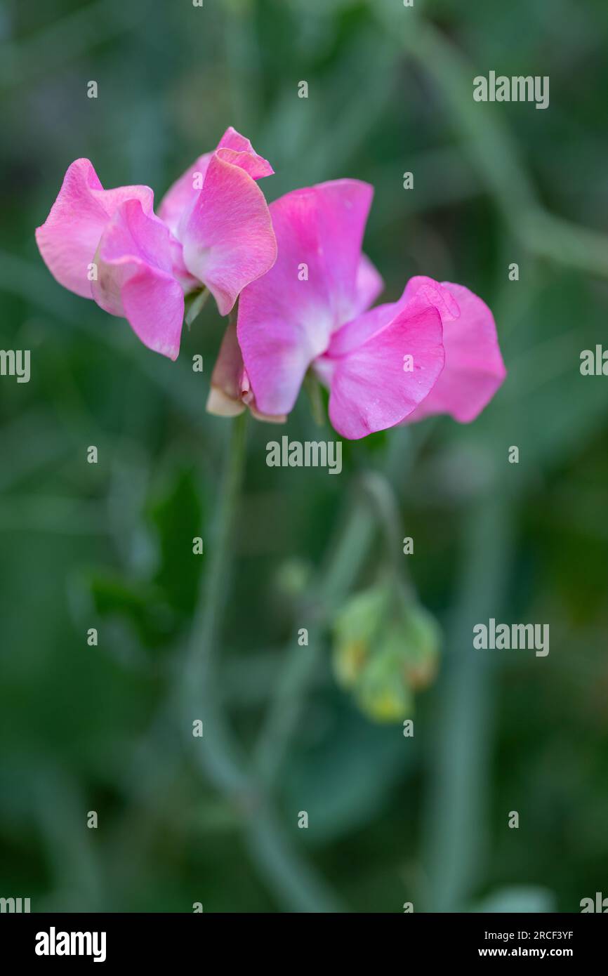 Close up sweet pea flower hi-res stock photography and images - Alamy