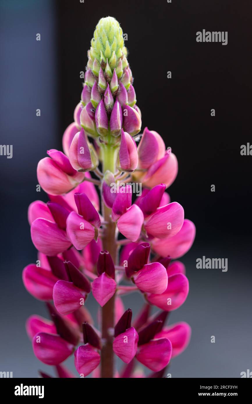 Lupin flower close up hi-res stock photography and images - Alamy