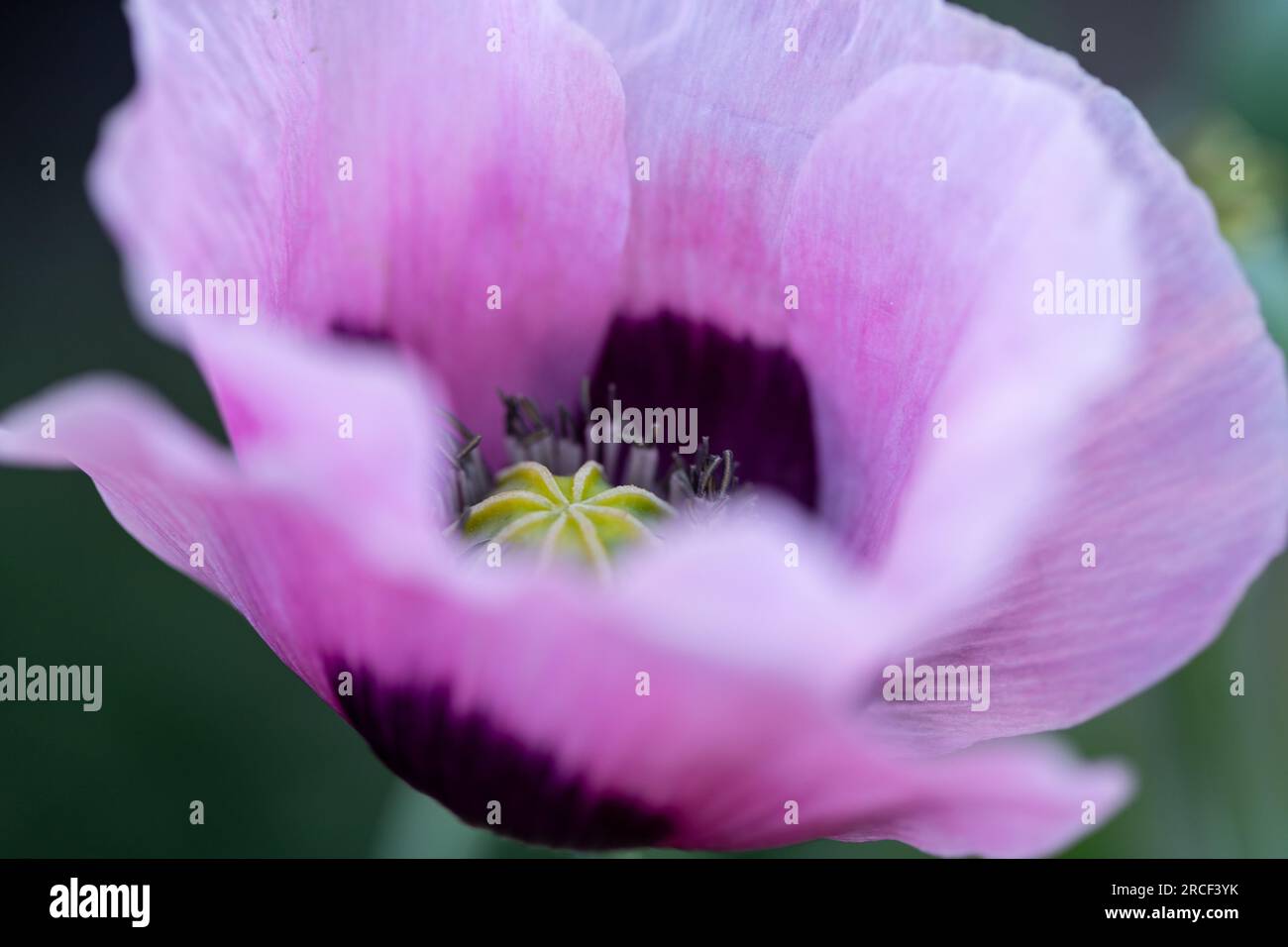 Pink papaver somniferum hi-res stock photography and images - Alamy