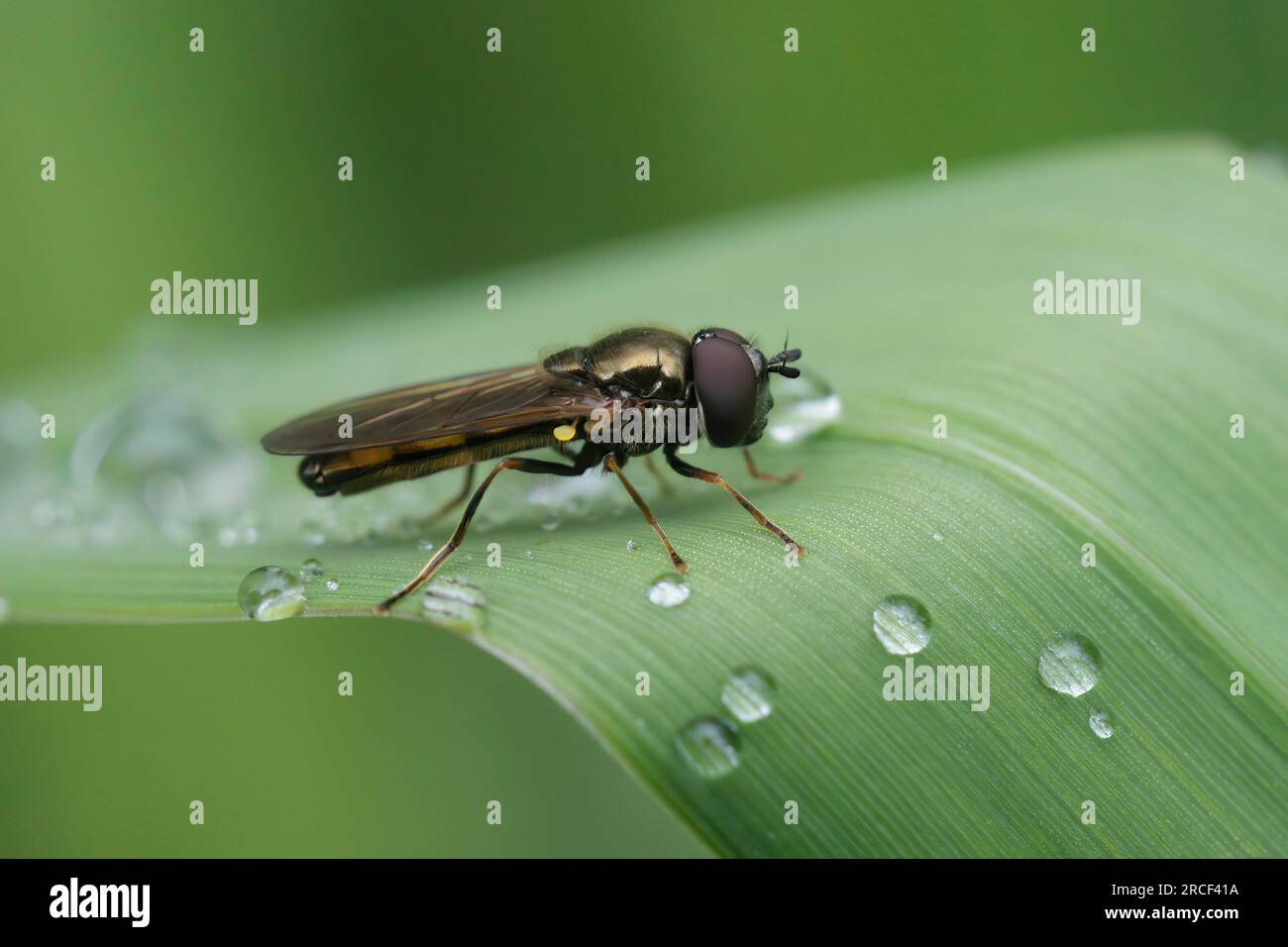 Natural closeup on the short melanostoma mellinum or Variable duskyface ...