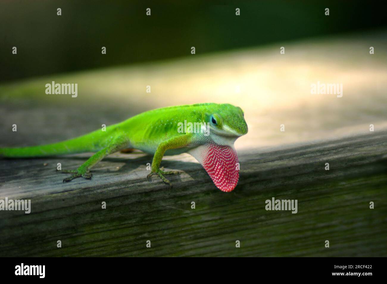 Red throat lizard hi-res stock photography and images - Alamy