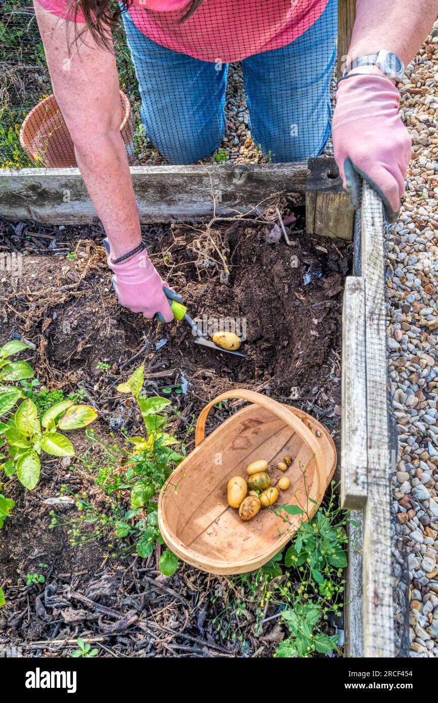 Woman digging hi-res stock photography and images - Alamy