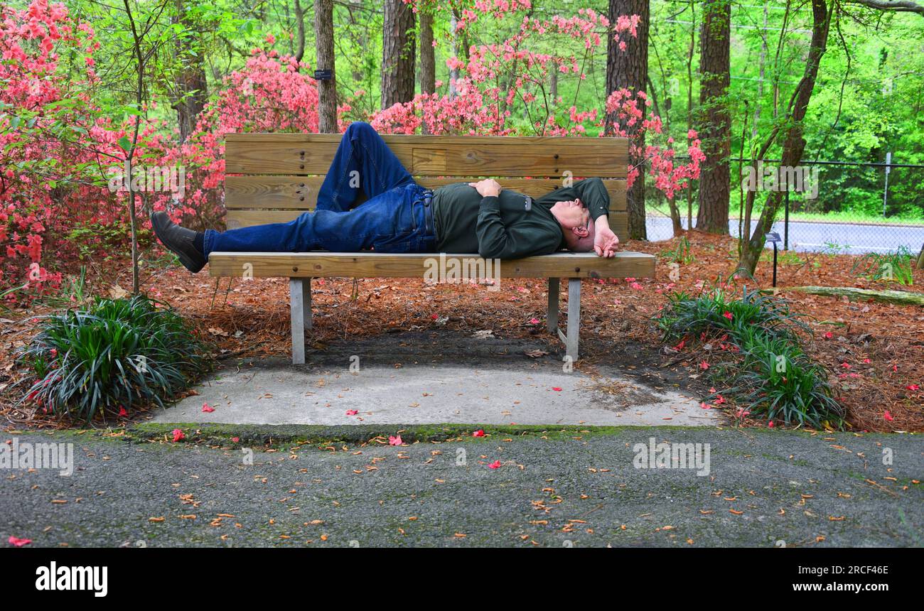 Elderly man stretches out on a rustic, wooden, park bench in the South ...