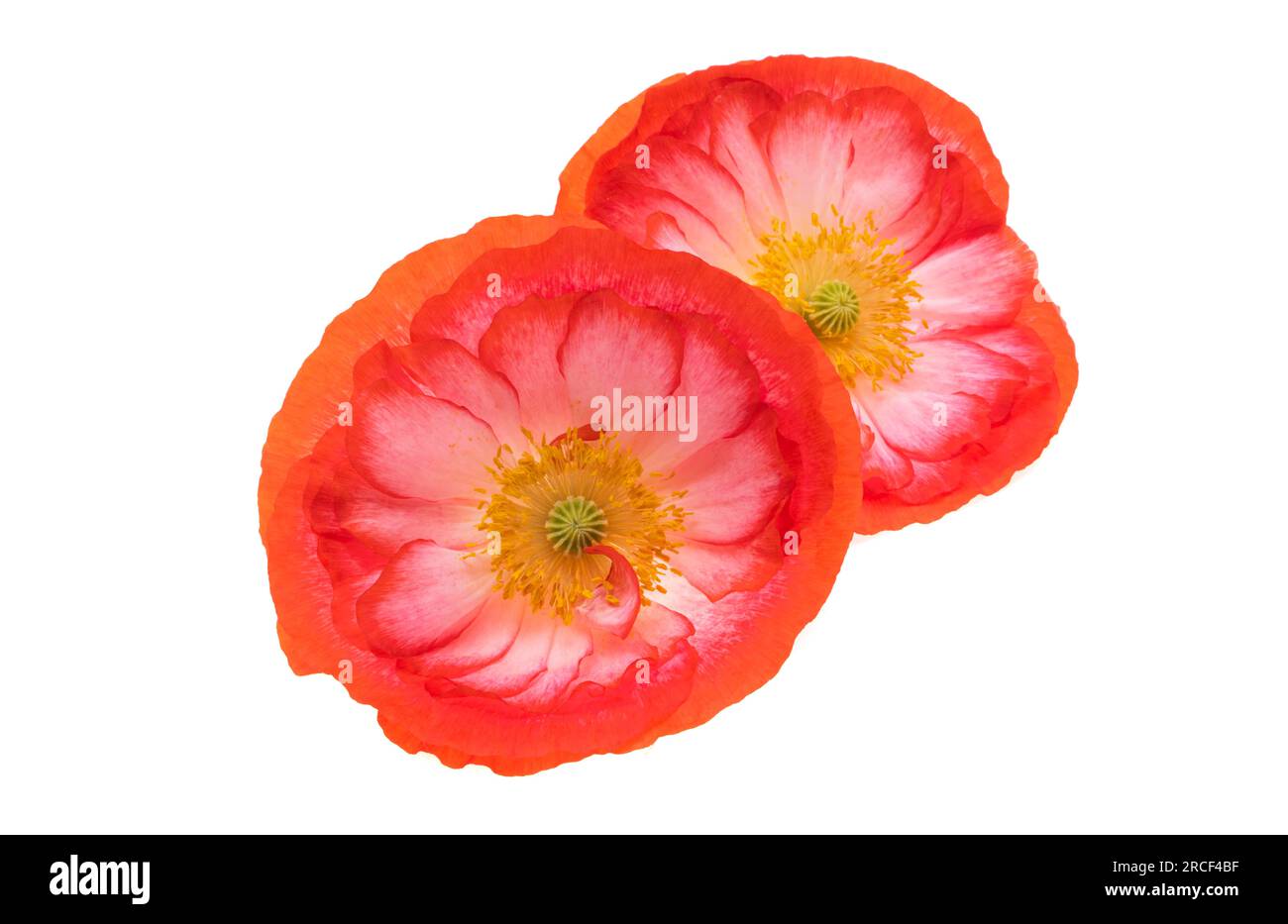 beautiful poppy flower isolated on white background Stock Photo - Alamy
