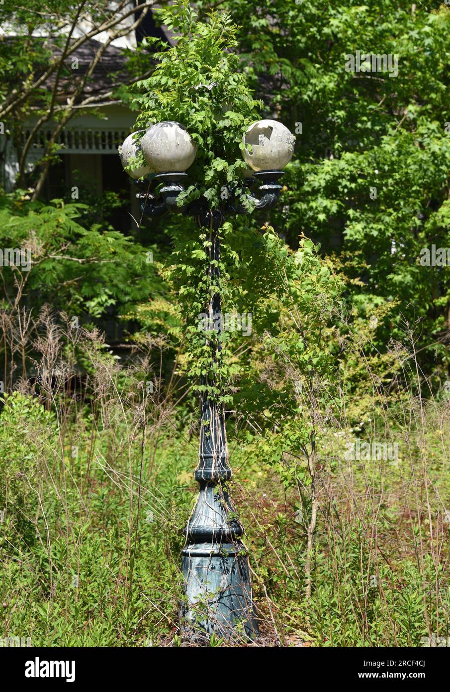 Overgrown by vines and weeds, Lamp post has broken glass gloves. Lamp ...