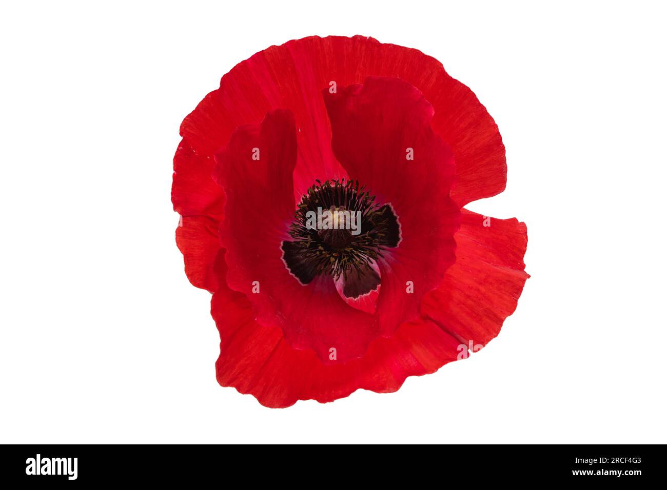 beautiful poppy flower isolated on white background Stock Photo - Alamy