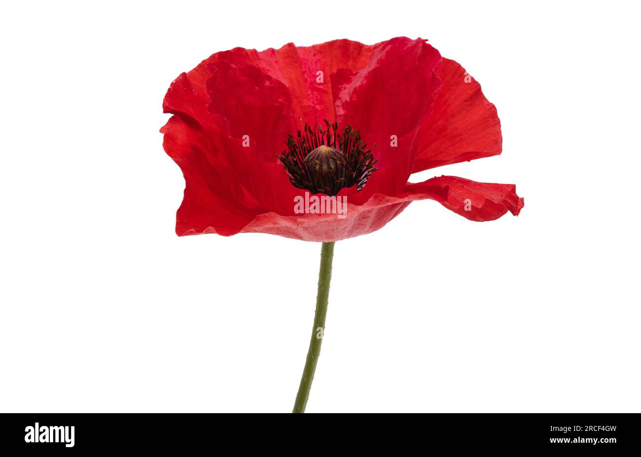 beautiful poppy flower isolated on white background Stock Photo - Alamy