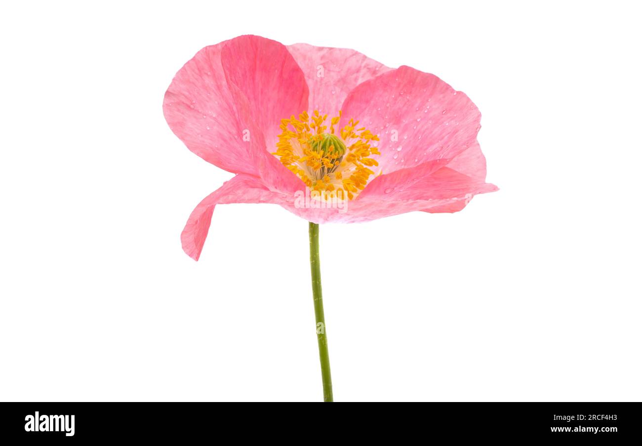 beautiful poppy flower isolated on white background Stock Photo - Alamy