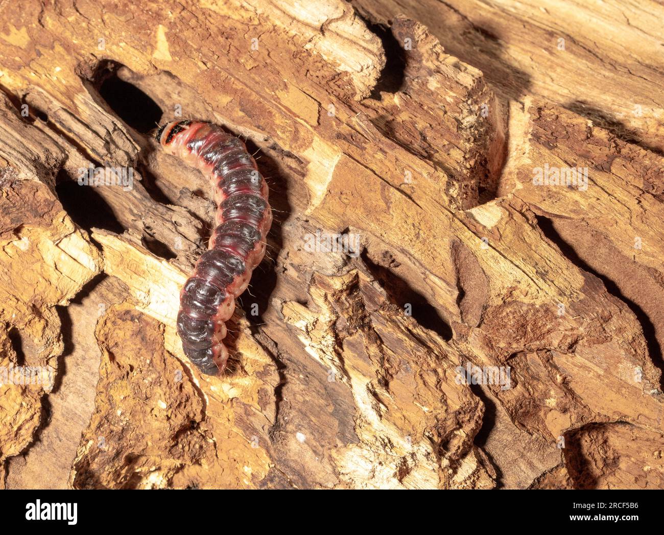 Woodworm caterpillar (lat. Cossus cossus) gnaws through a tree trunk ...