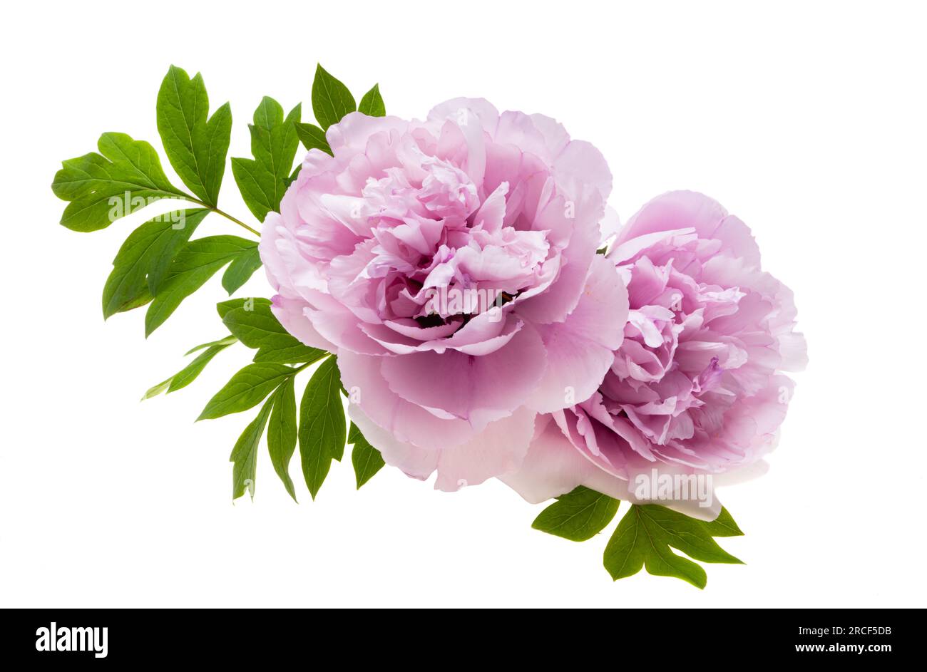 peony flower isolated on white background Stock Photo - Alamy