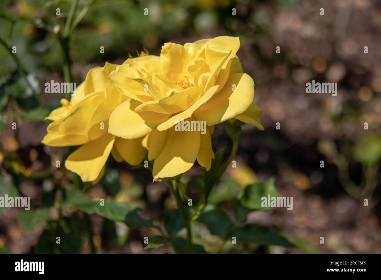 Unique flower bloom hi-res stock photography and images - Alamy
