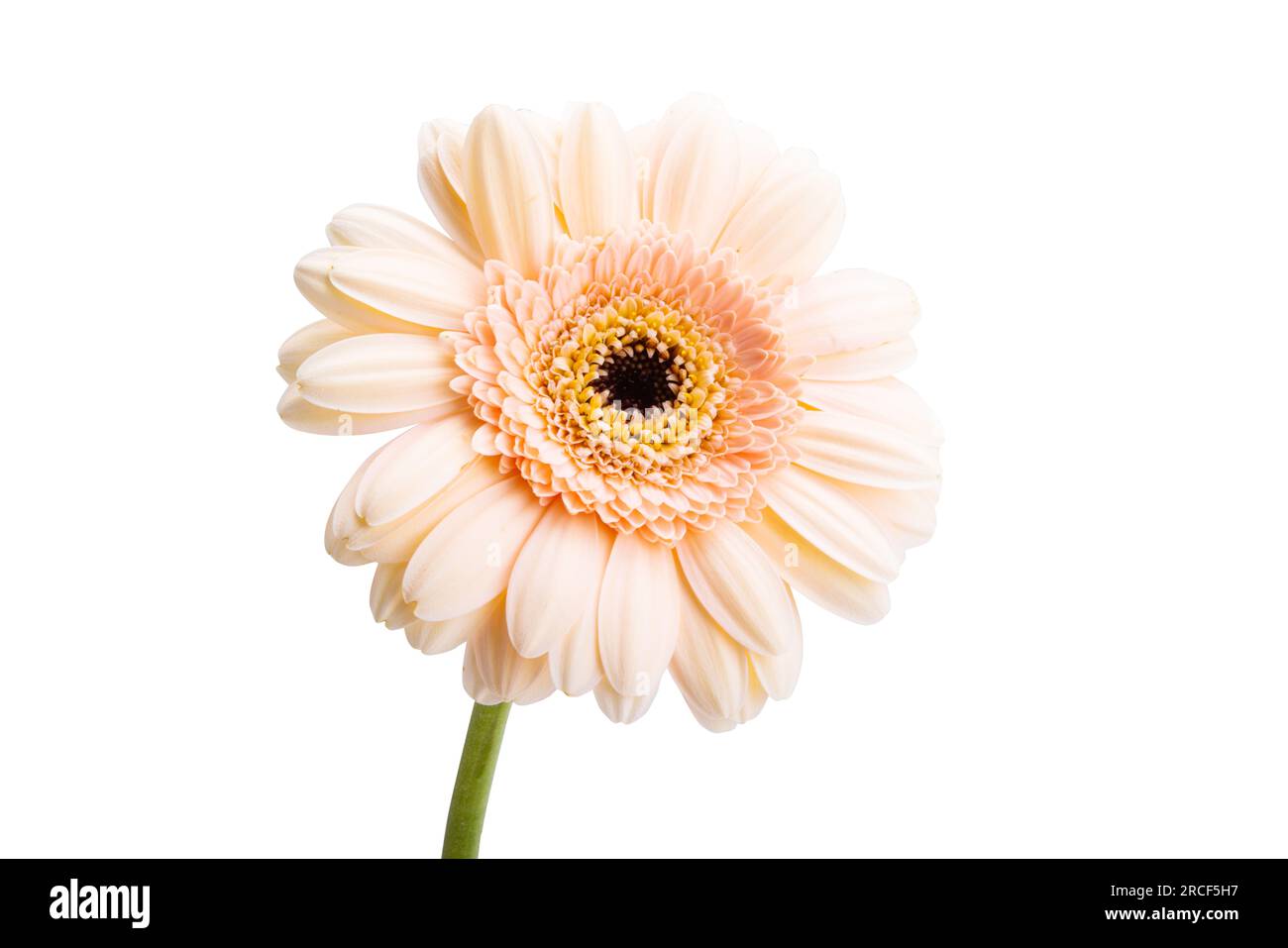 gerbera flowers isolated on white background Stock Photo - Alamy
